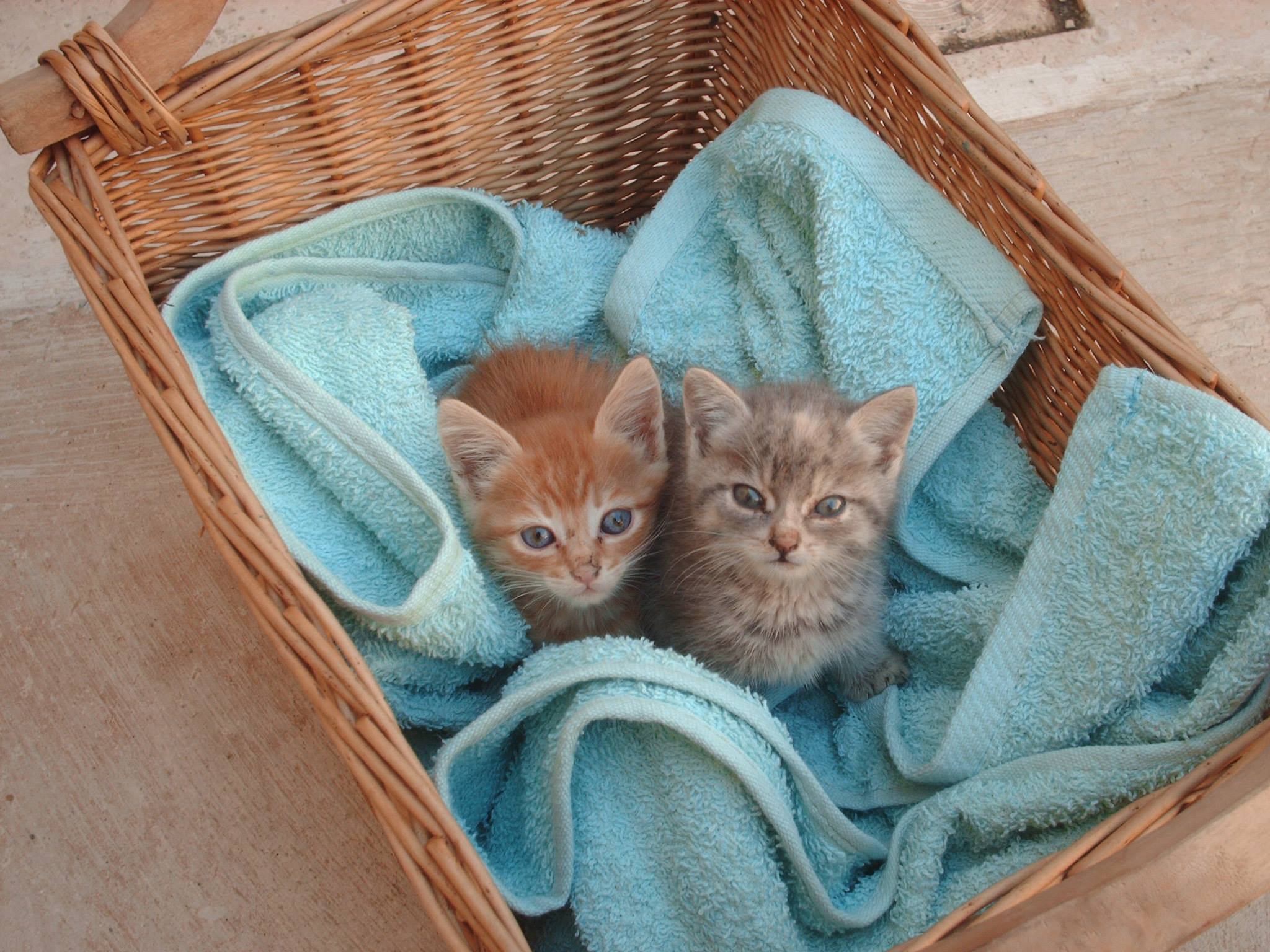 ZiggyDusty – Gozo Cat Detectives